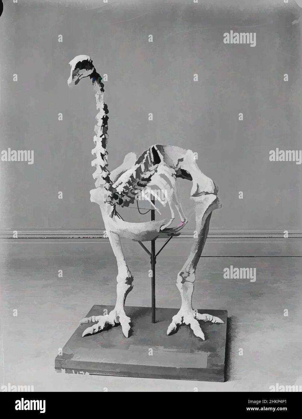 Art inspired by Moa skeleton, Burton Brothers studio, photography ...