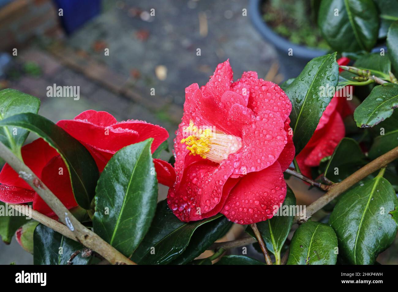 Genus theaceae hi-res stock photography and images - Alamy