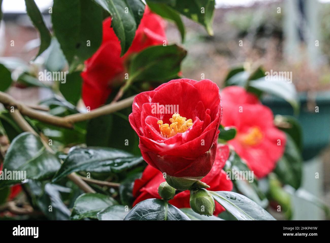 Camelia bush hi-res stock photography and images - Alamy