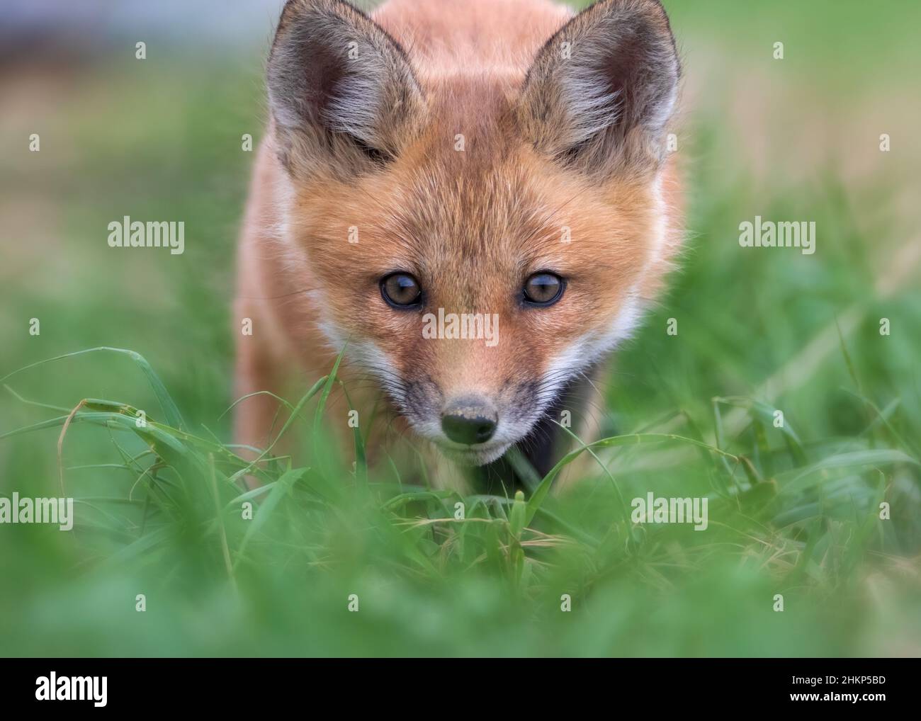 Extreme closeup front view portrait of Red Fox cub in green grass Stock ...