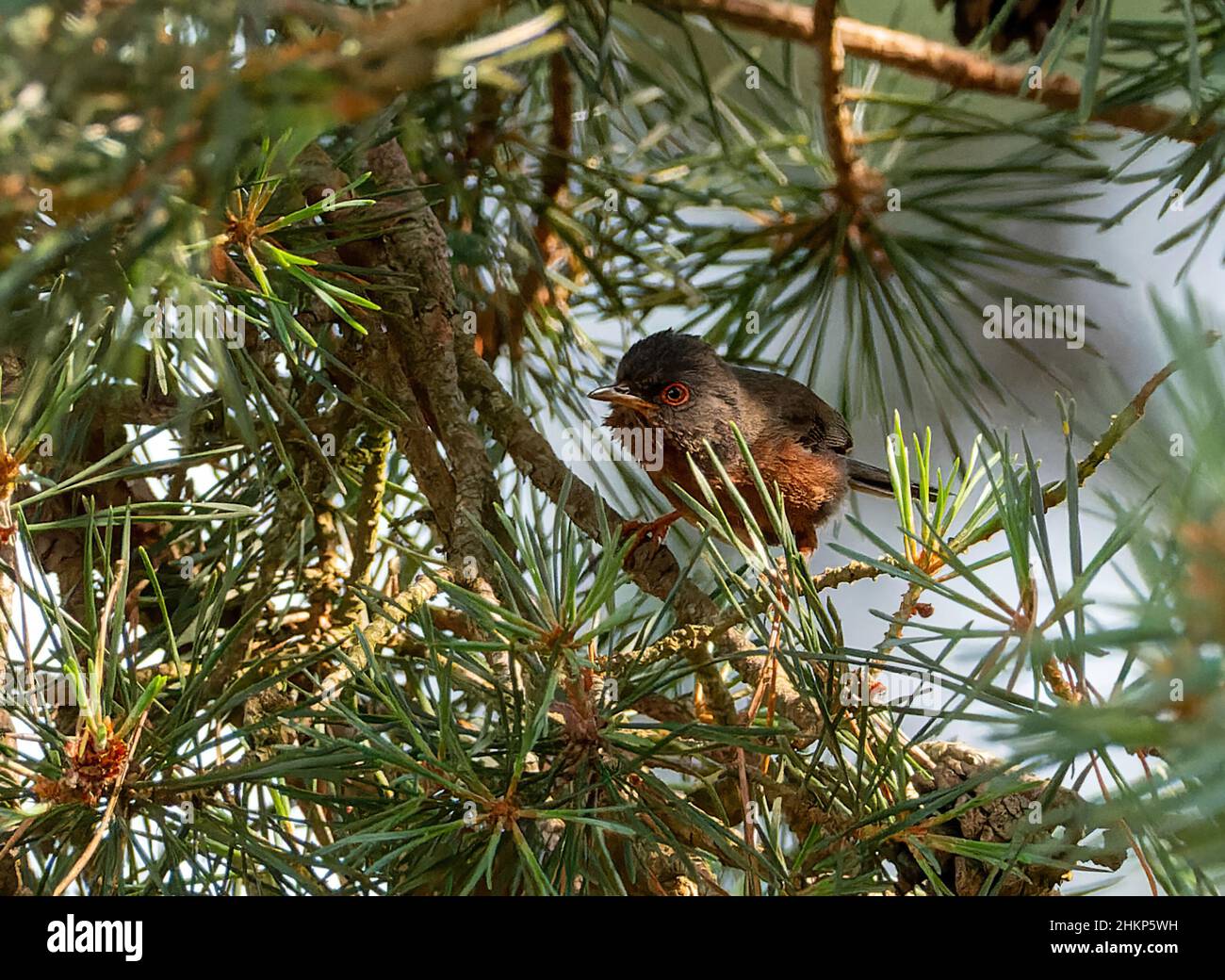 Small cute bird on the tree in sunny day Stock Photo - Alamy