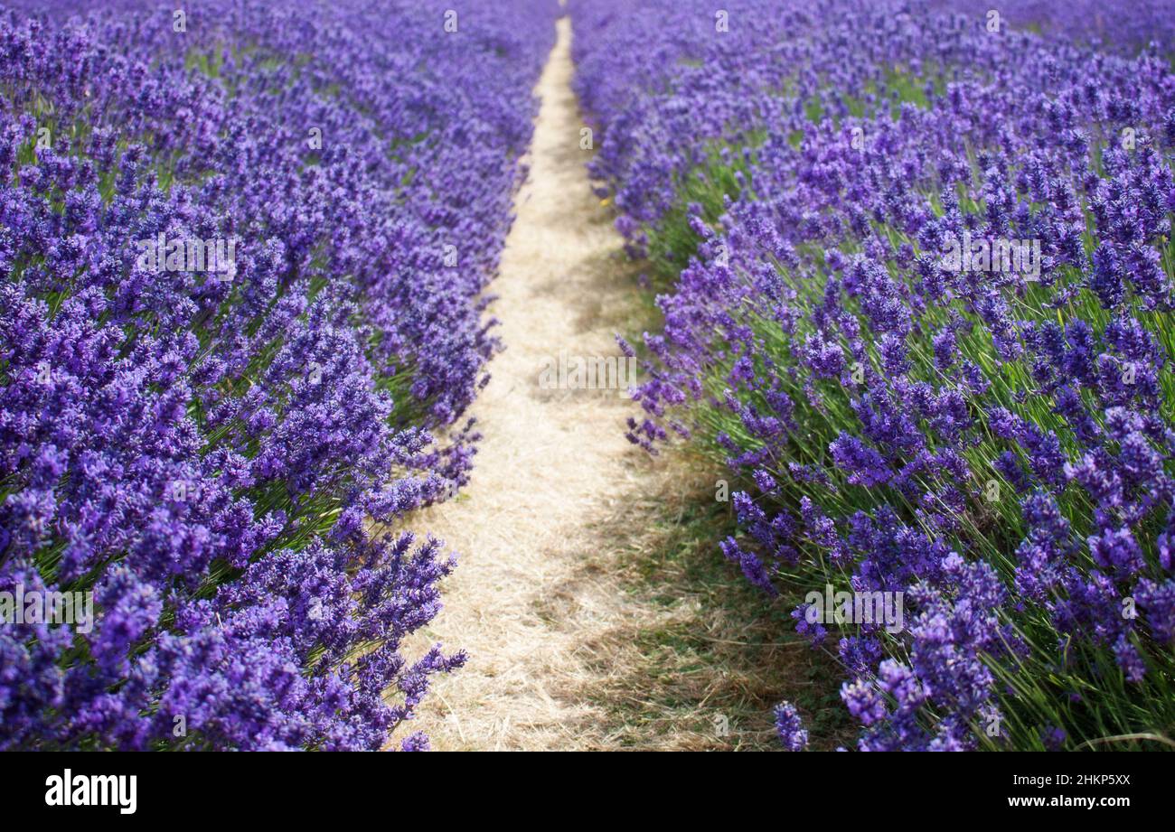 Path through lavender field Stock Photo - Alamy