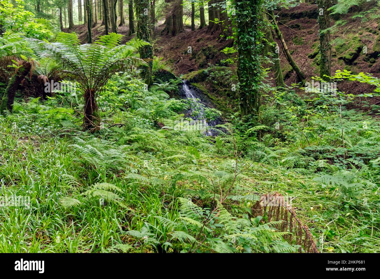 wild fern growing in Crow Wood,Carradale, Kintyre Peninsula,Argyll ...