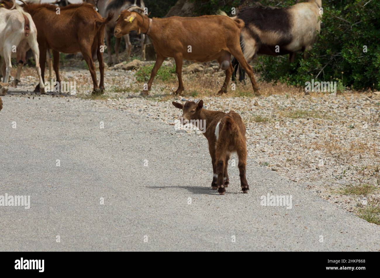 One little goat turned around behind the herd on the road (Rhodes ...