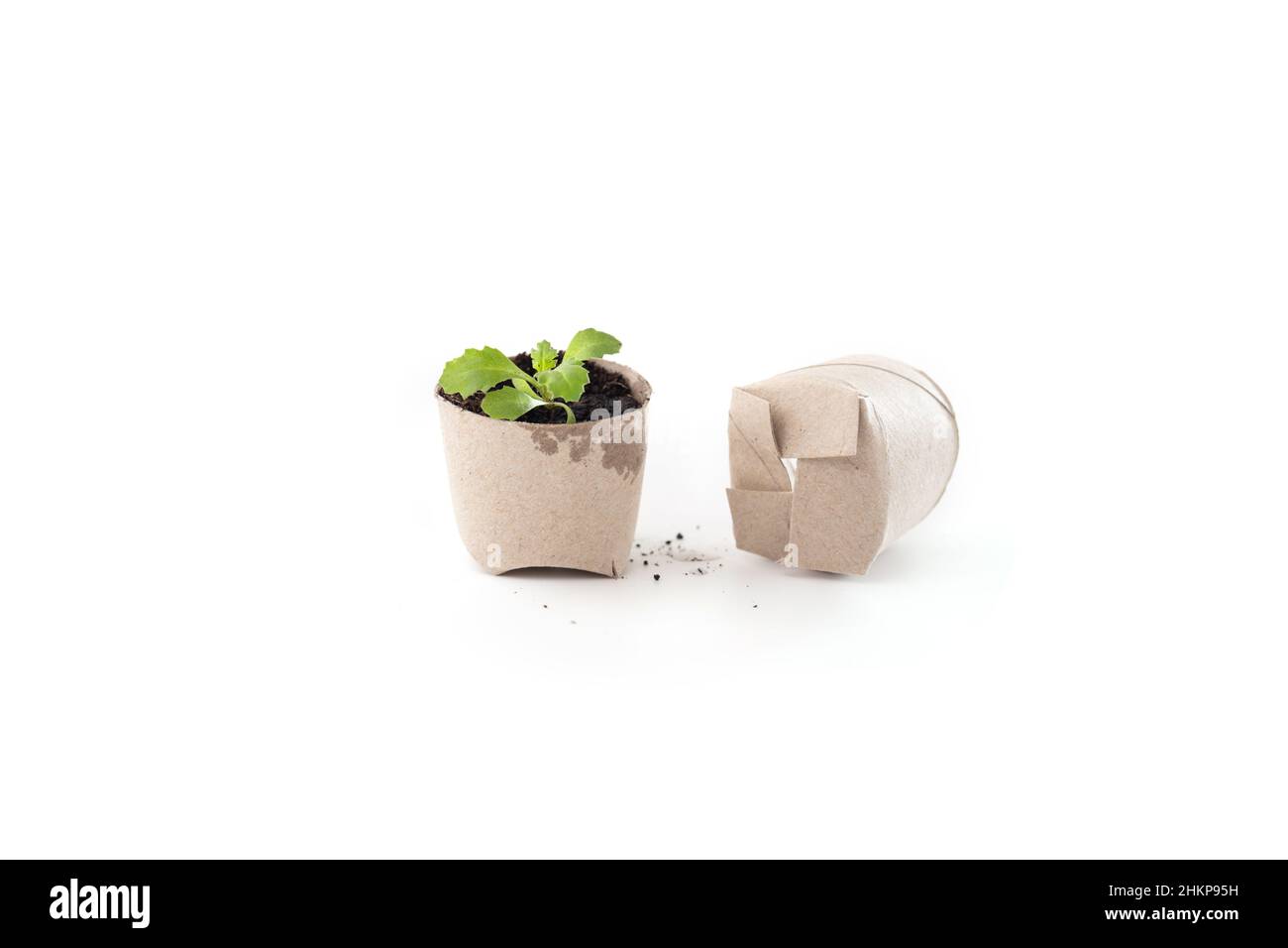 how to make biodegradable mini plants from toilet paper roll, seedling ...
