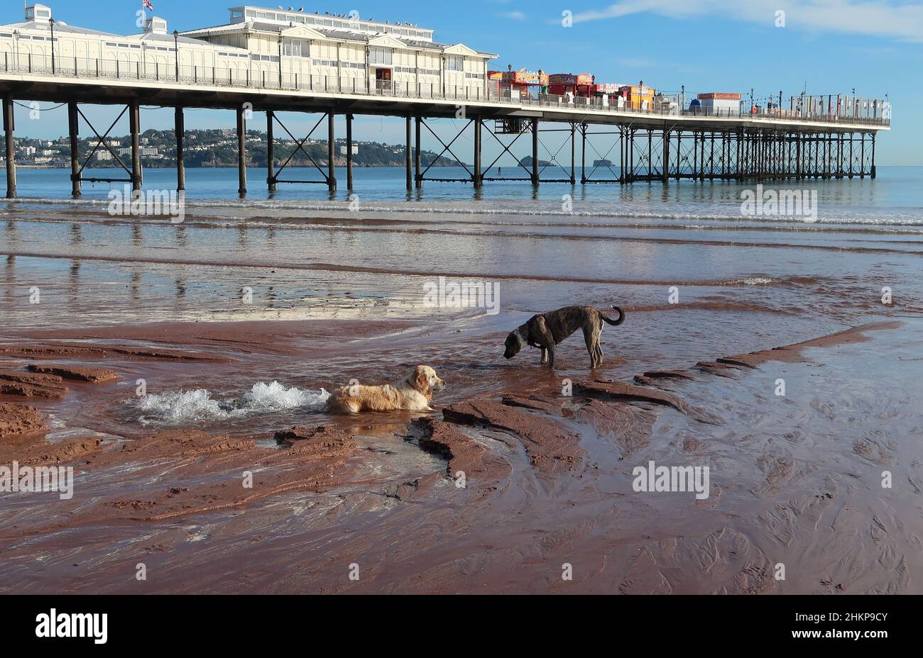 Dogs in fresh water bubbling up from an underground stream on Paignton ...