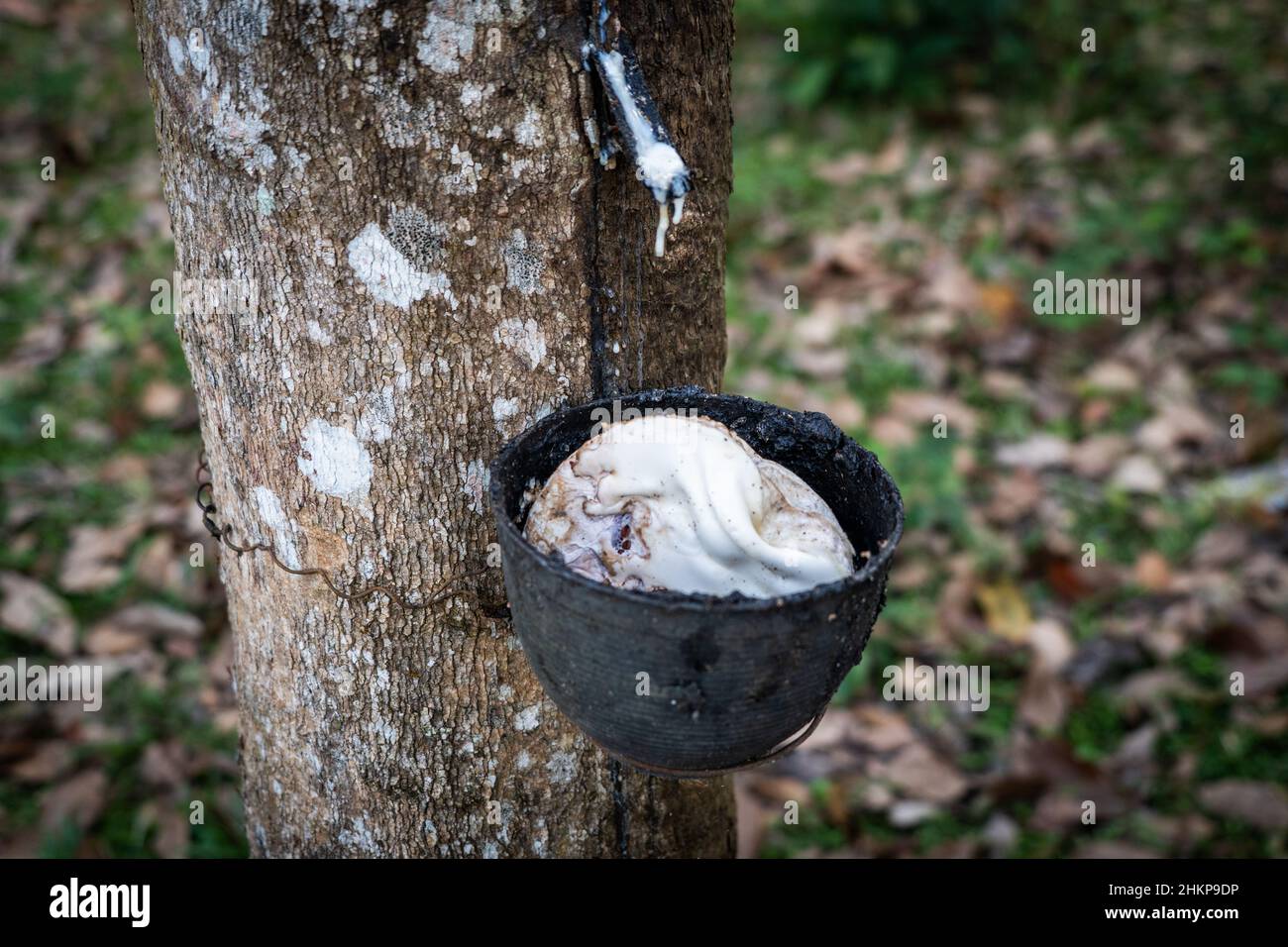 Extraction of raw rubber material from a tree in Narathiwat.Daily life ...