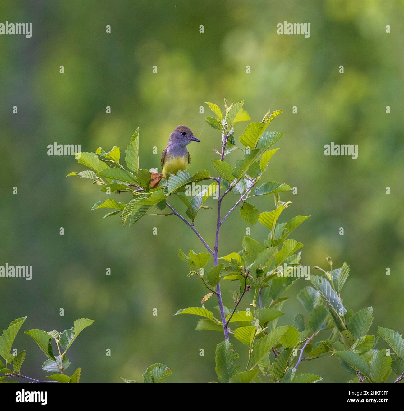 Great crested flycatcher in northern Wisconsin Stock Photo - Alamy