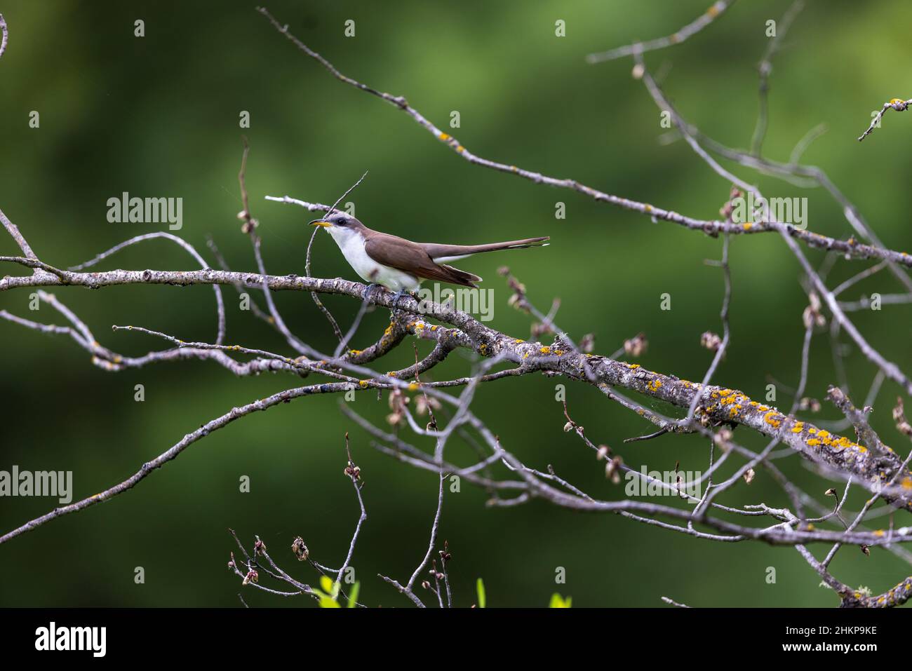 Yellow-billed cuckoo in northern Wisconsin Stock Photo - Alamy