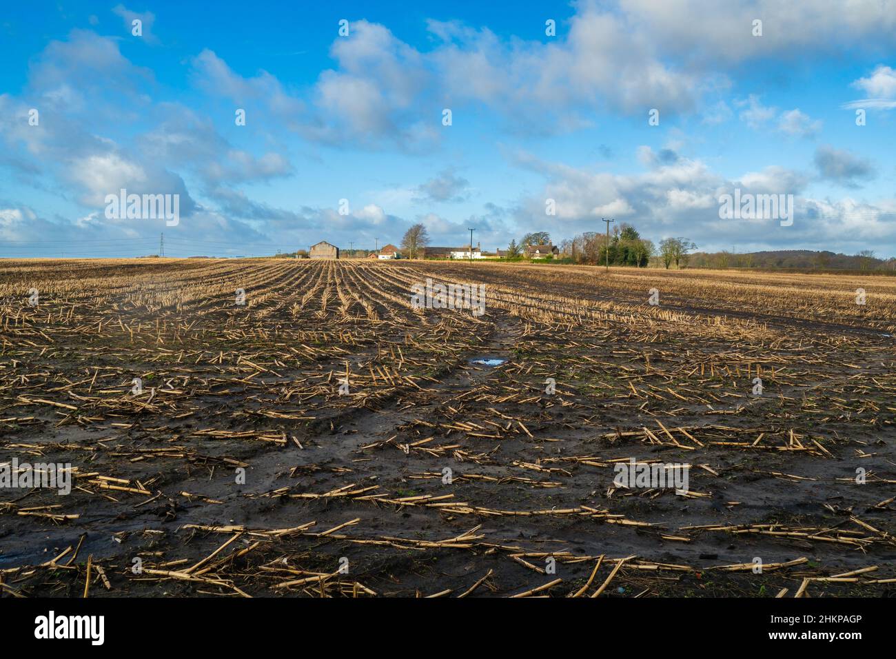 04.02.22 Rainford, Merseyside, UK. Siddings Lane is a nature reserver ...