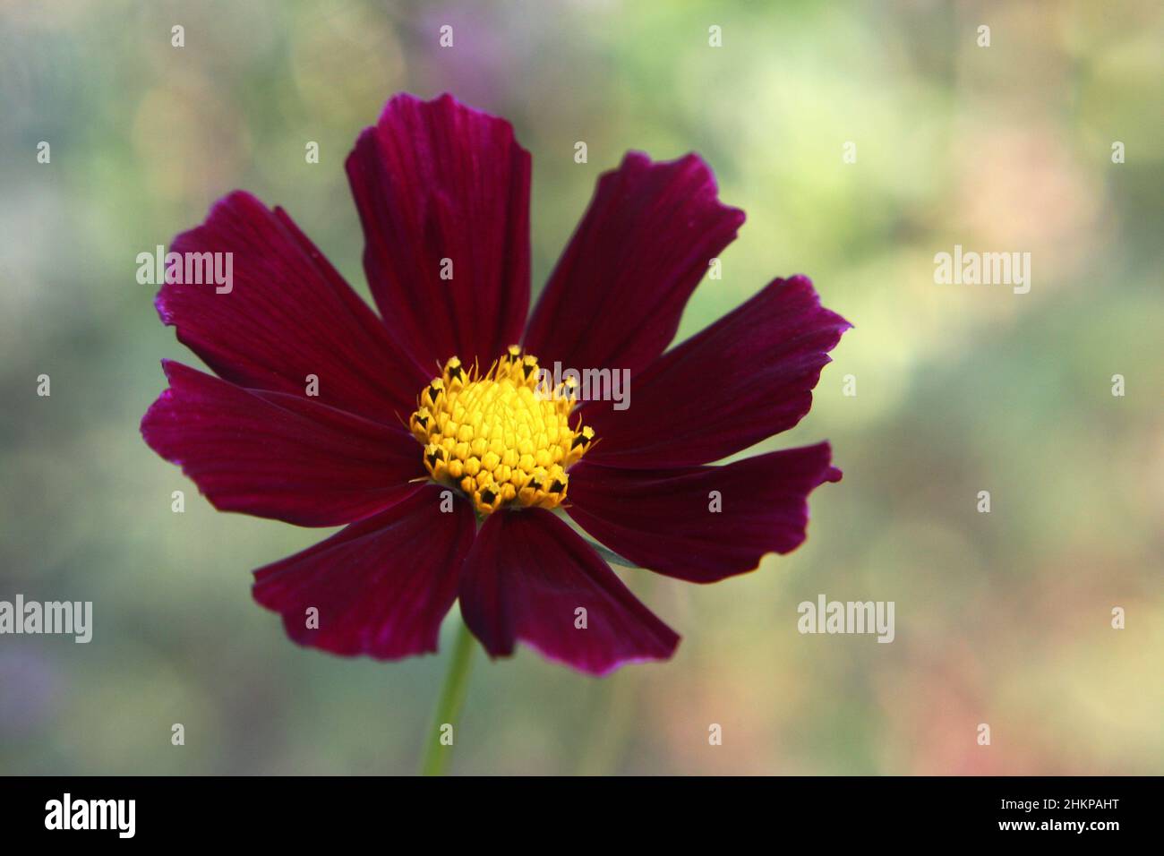 Dark maroon colour hi-res stock photography and images - Alamy