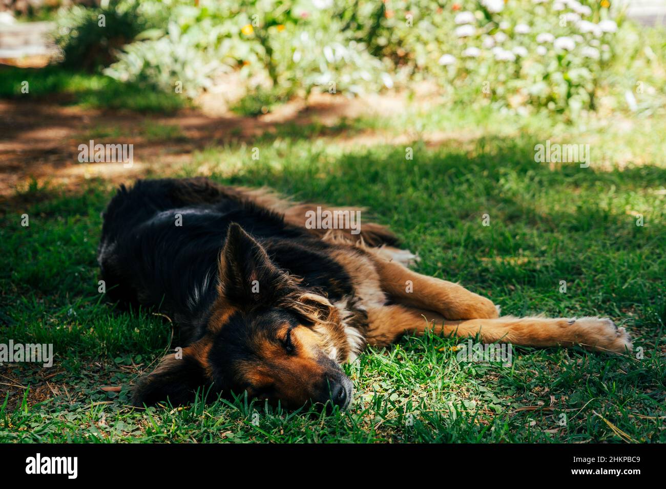 Sleepy German Shepherd