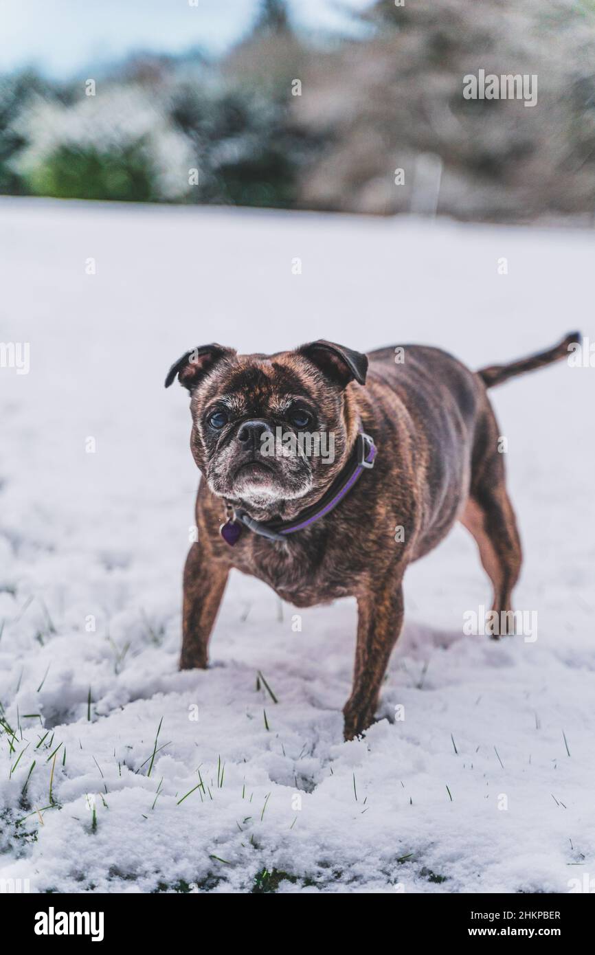 Pug and Boston Terrier mix called a BUG, playing in fresh snowfall ...