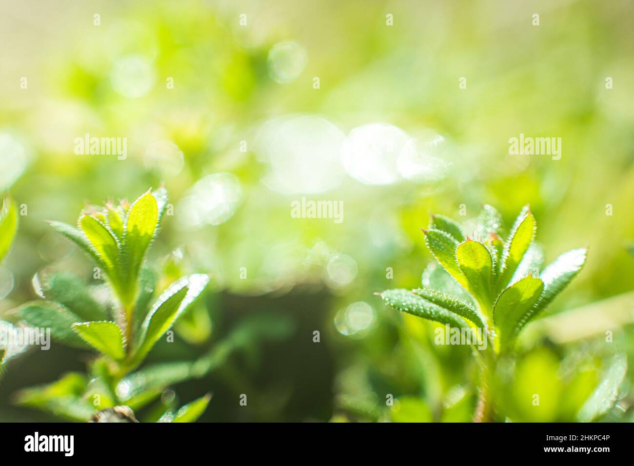 Galium aparine cleavers, clivers, goosegrass, catchweed, stickyweed ...