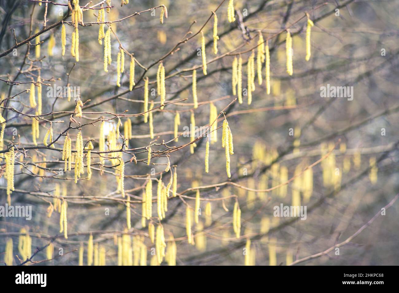 Catkins on a tree by the side of a path in the UK Stock Photo - Alamy