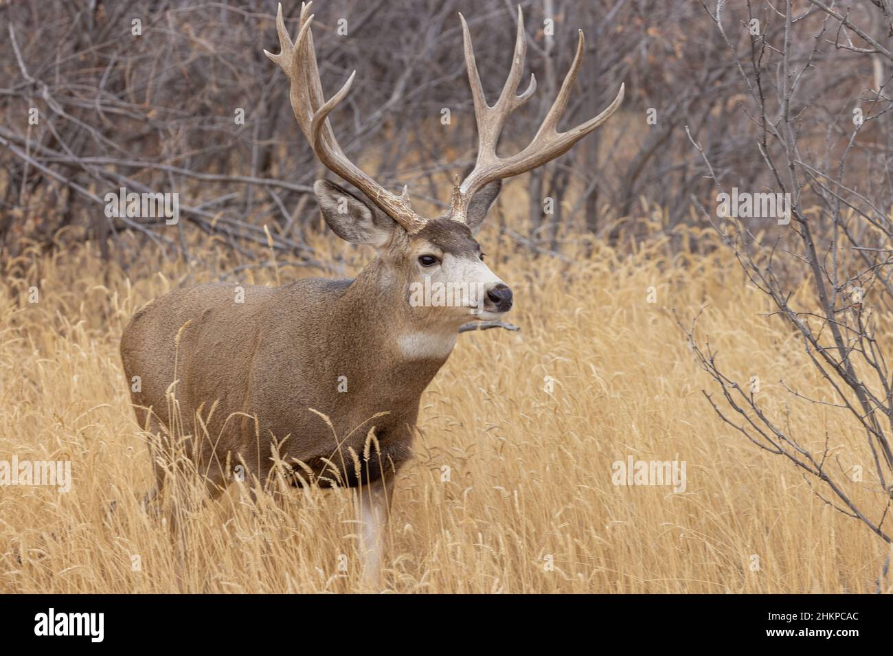 Buck Mule Deer During the Rut in Colorado in Autumn Stock Photo - Alamy