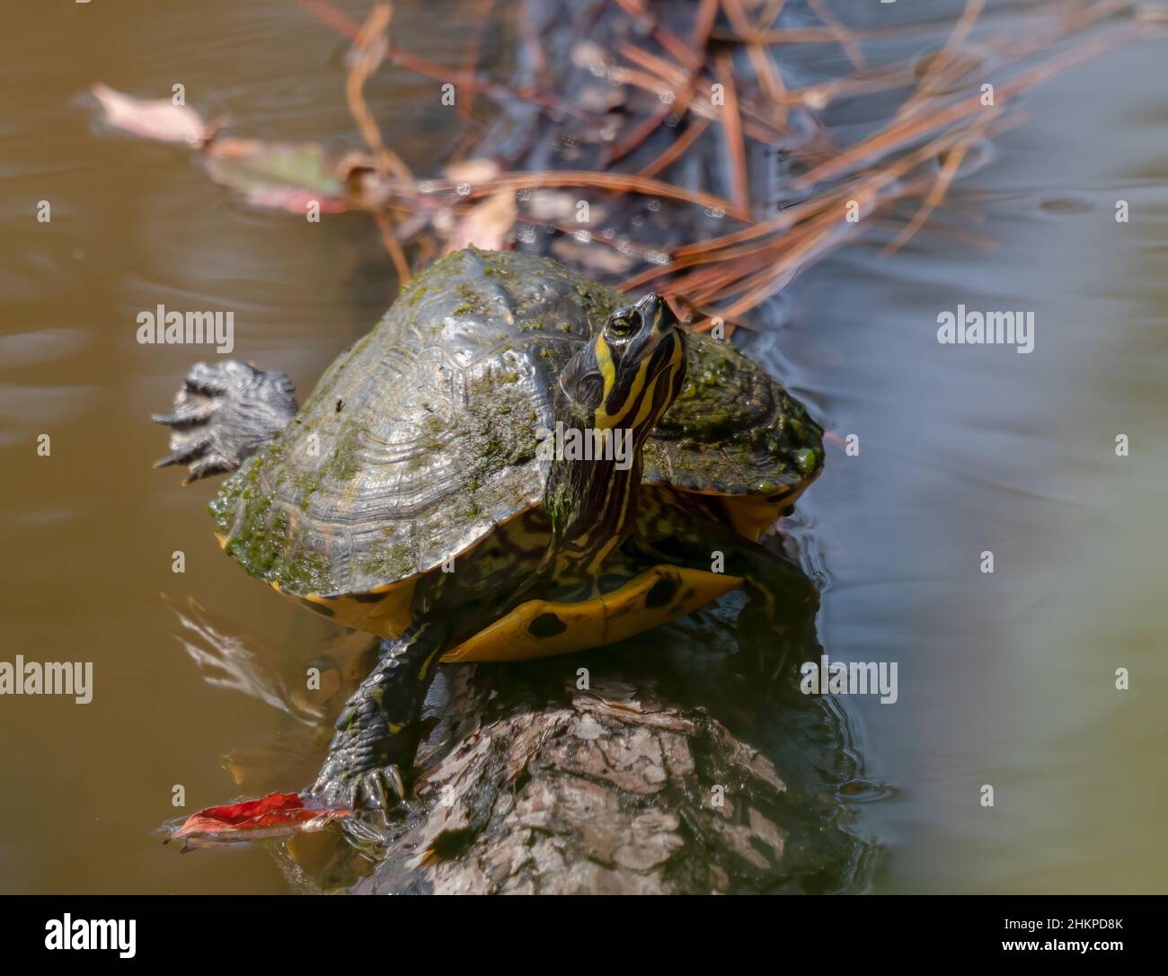 Painted turtle on log hi-res stock photography and images - Alamy