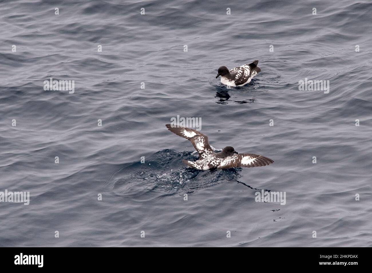 Cape petrel, Daption capense, flying at sea off the Antarctice ...