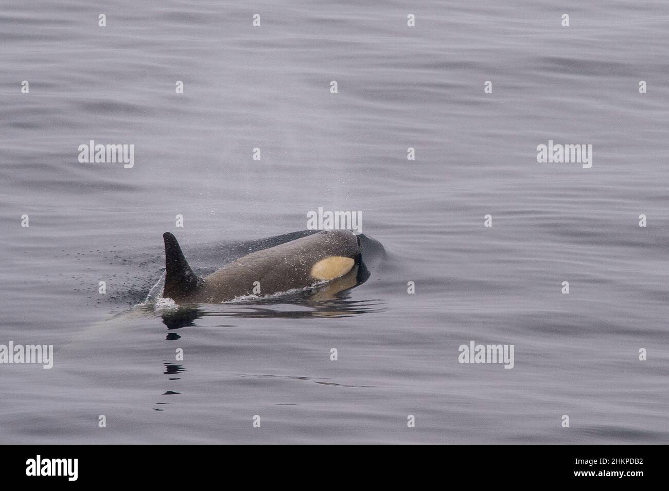 Orcinus orca antarctic hi-res stock photography and images - Alamy