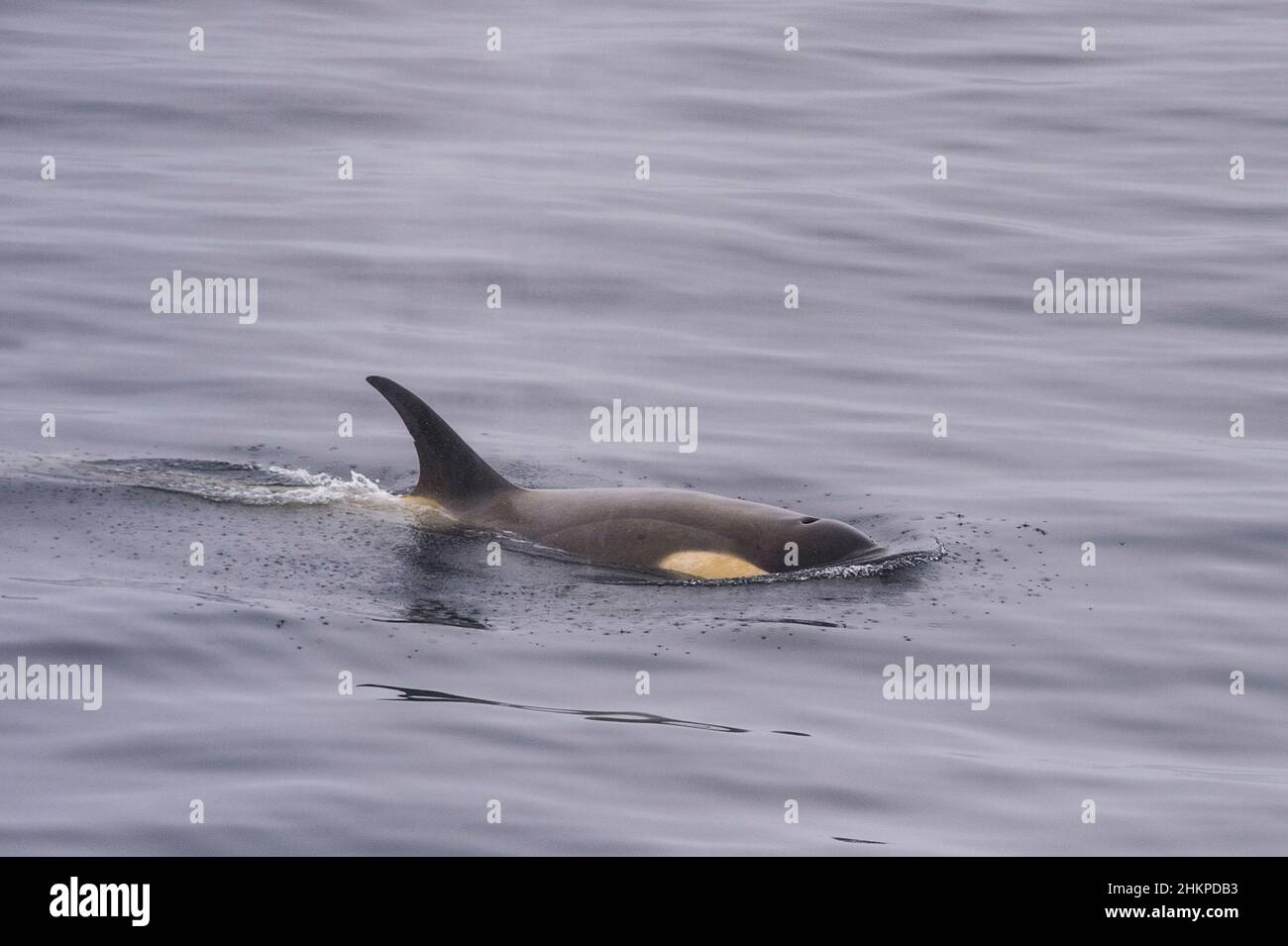 Orca or Killer whale Antarctic peninsula ( Orcinus orca Stock Photo - Alamy