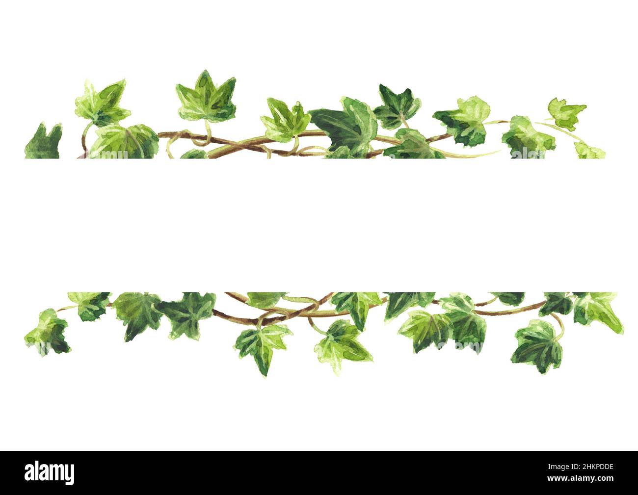 Ivy branch with green leaves frame , Hand drawn watercolor illustration ...