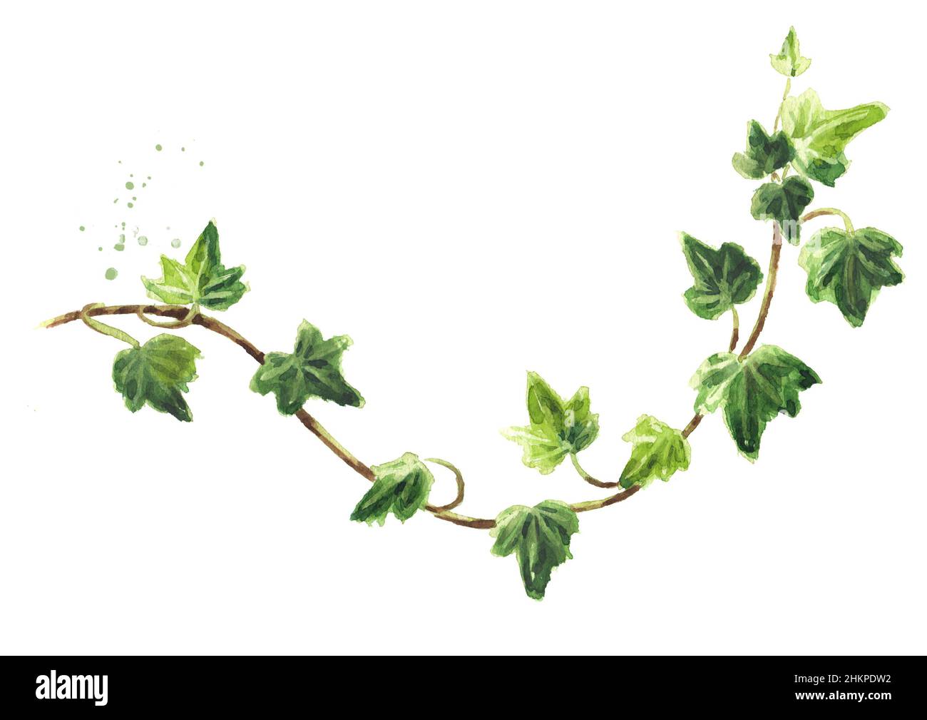 Ivy branch with leaves . Hand drawn watercolor illustration isolated on ...