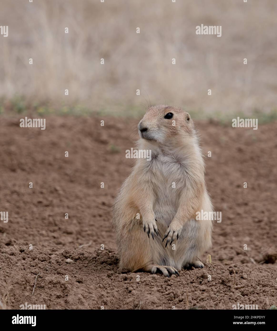 Claws for digging hi-res stock photography and images - Alamy