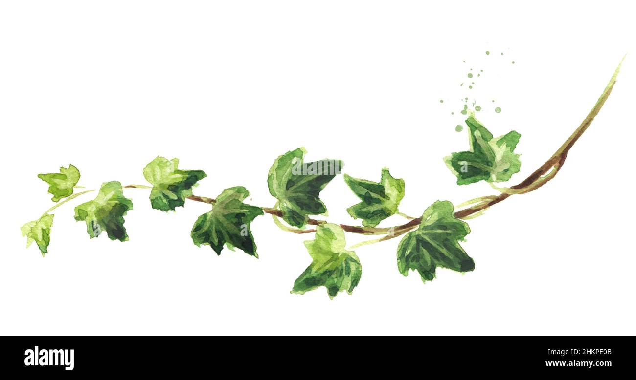 Ivy branch with leaves. Hand drawn watercolor illustration isolated on ...