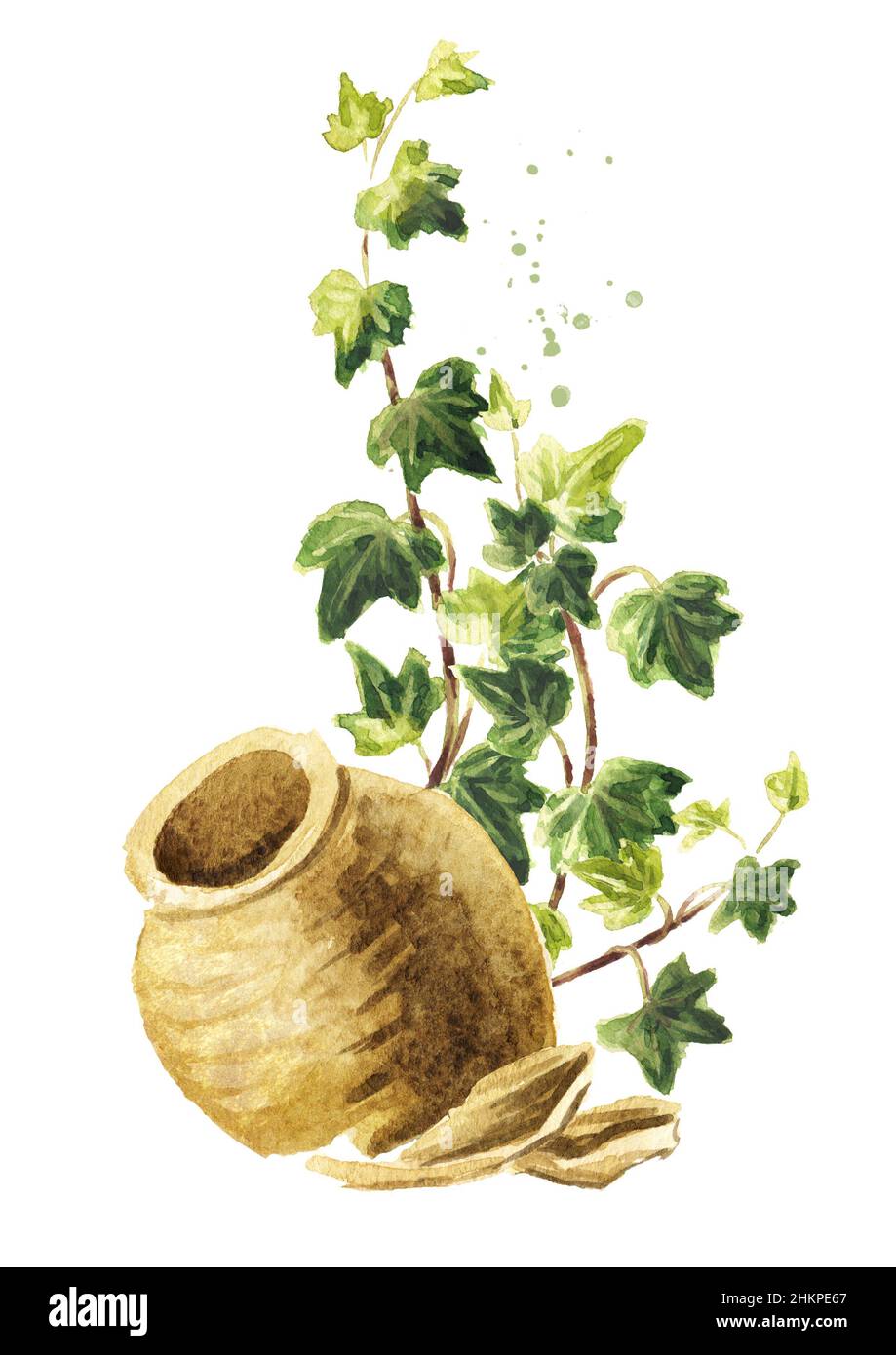 Old jug and green ivy branches, Hand drawn watercolor illustration ...