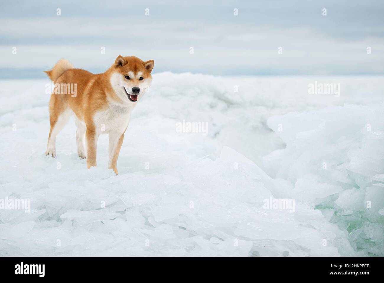 A beautiful dog of the Shiba Inu breed in winter on ice Stock Photo - Alamy