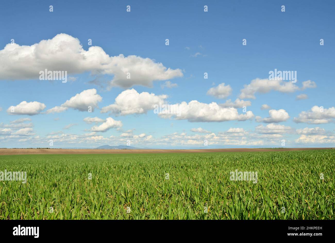 Wheatgrass field in spring Stock Photo - Alamy