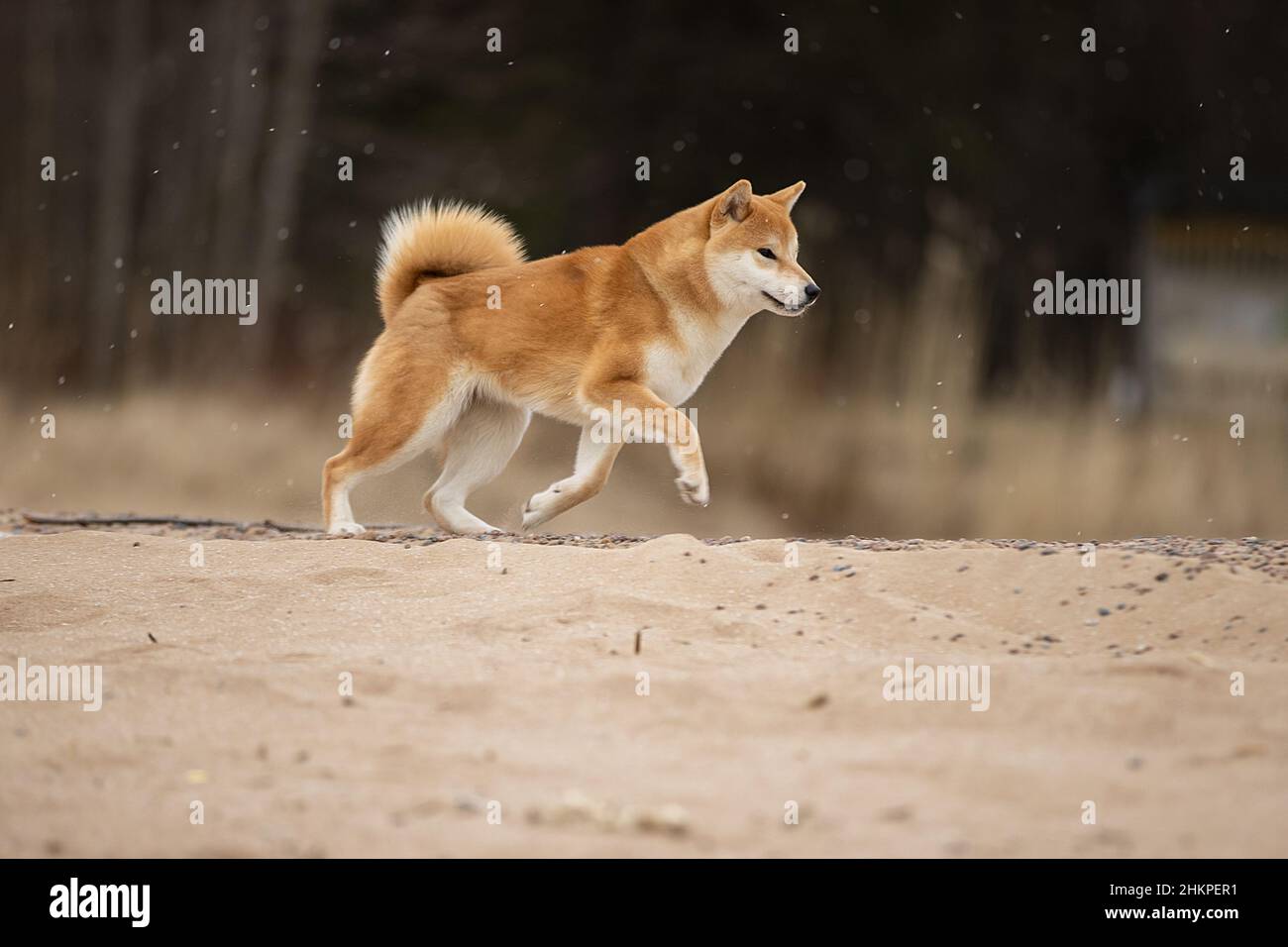 Beautiful brown japanese shiba hi-res stock photography and images - Alamy
