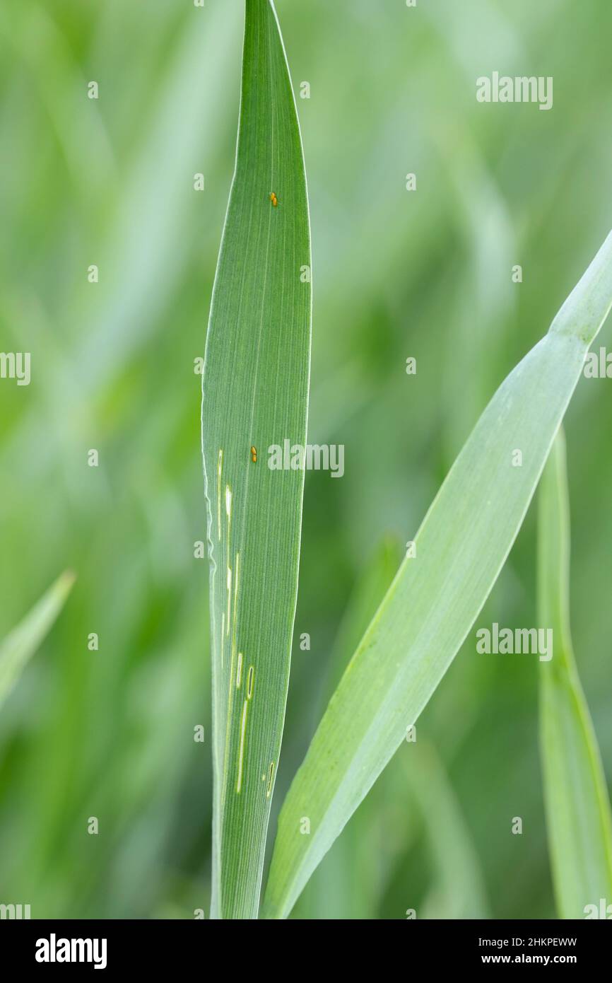 Cereal leaf beetle lema melanopus hi-res stock photography and images ...