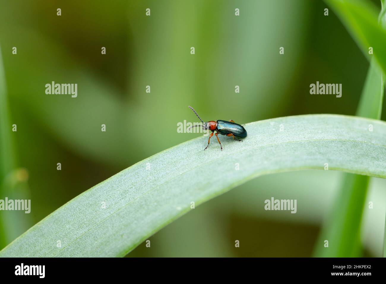 Cereal leaf beetle (Oulema melanopus duftschmidi) on the cereal leaf ...