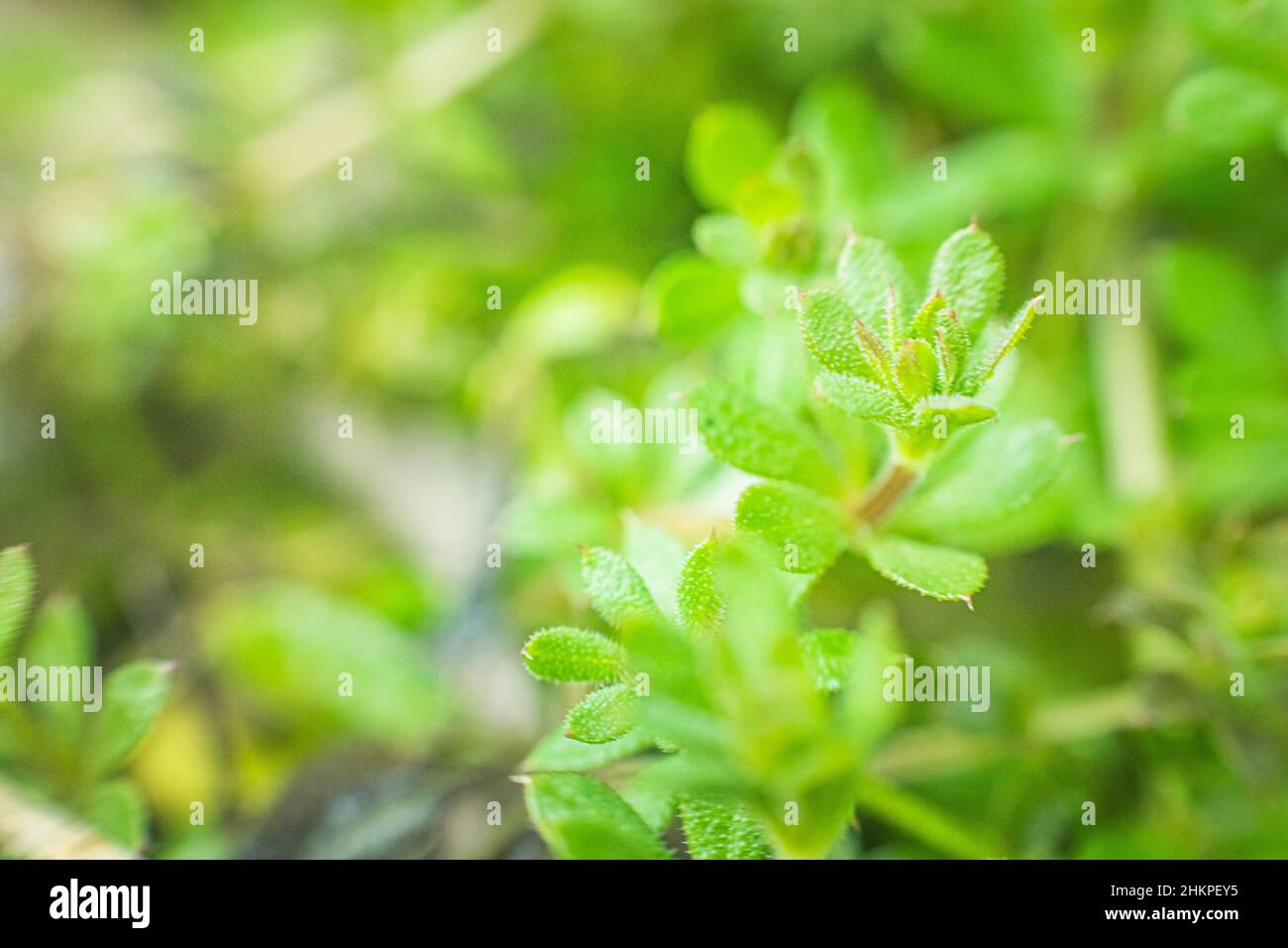 Galium aparine cleavers, clivers, goosegrass, catchweed, stickyweed ...