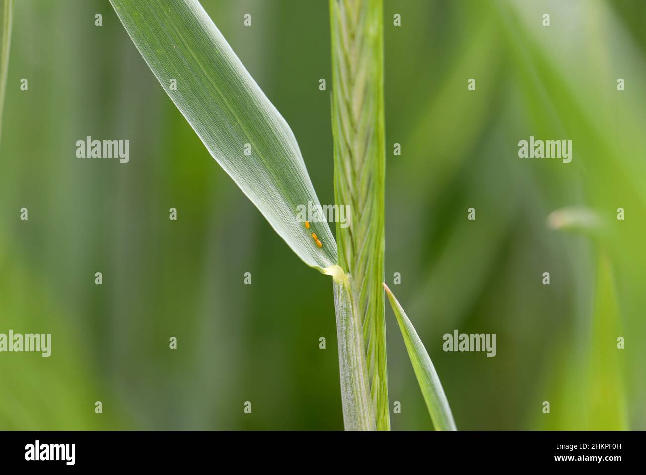 Eggs of the cereal leaf beetle (Oulema melanopus) is a significant ...