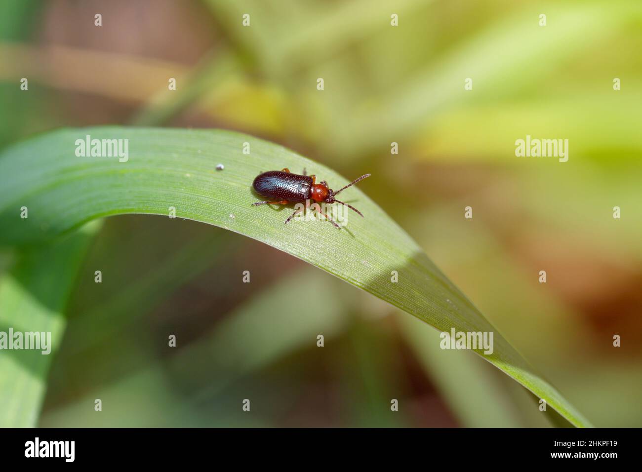 Cereal leaf beetle (Oulema melanopus duftschmidi) on the cereal leaf ...