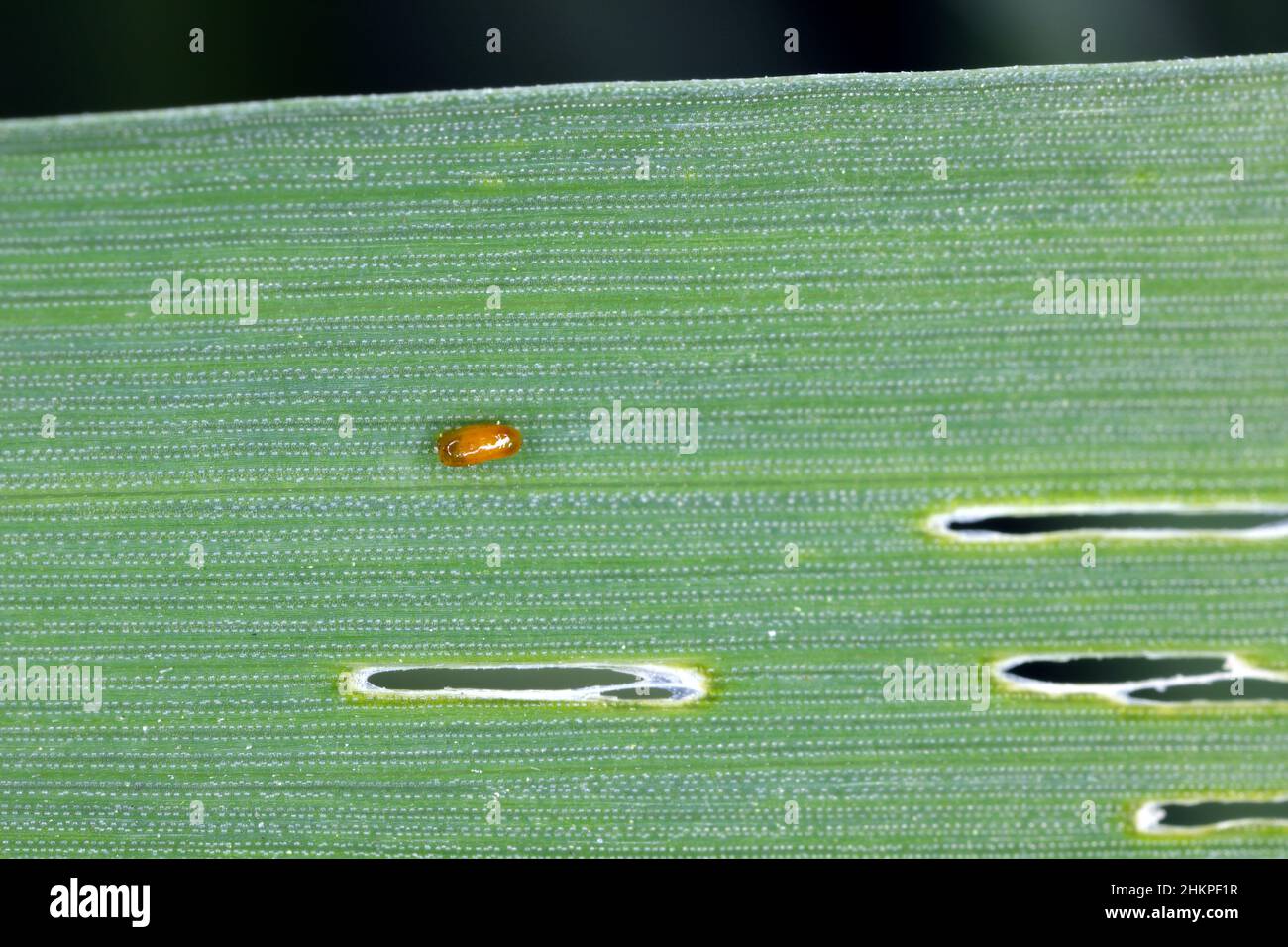 Egg of the cereal leaf beetle (Oulema melanopus) is a significant ...