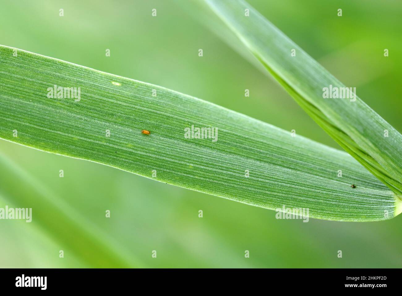 Egg of the cereal leaf beetle (Oulema melanopus) is a significant ...