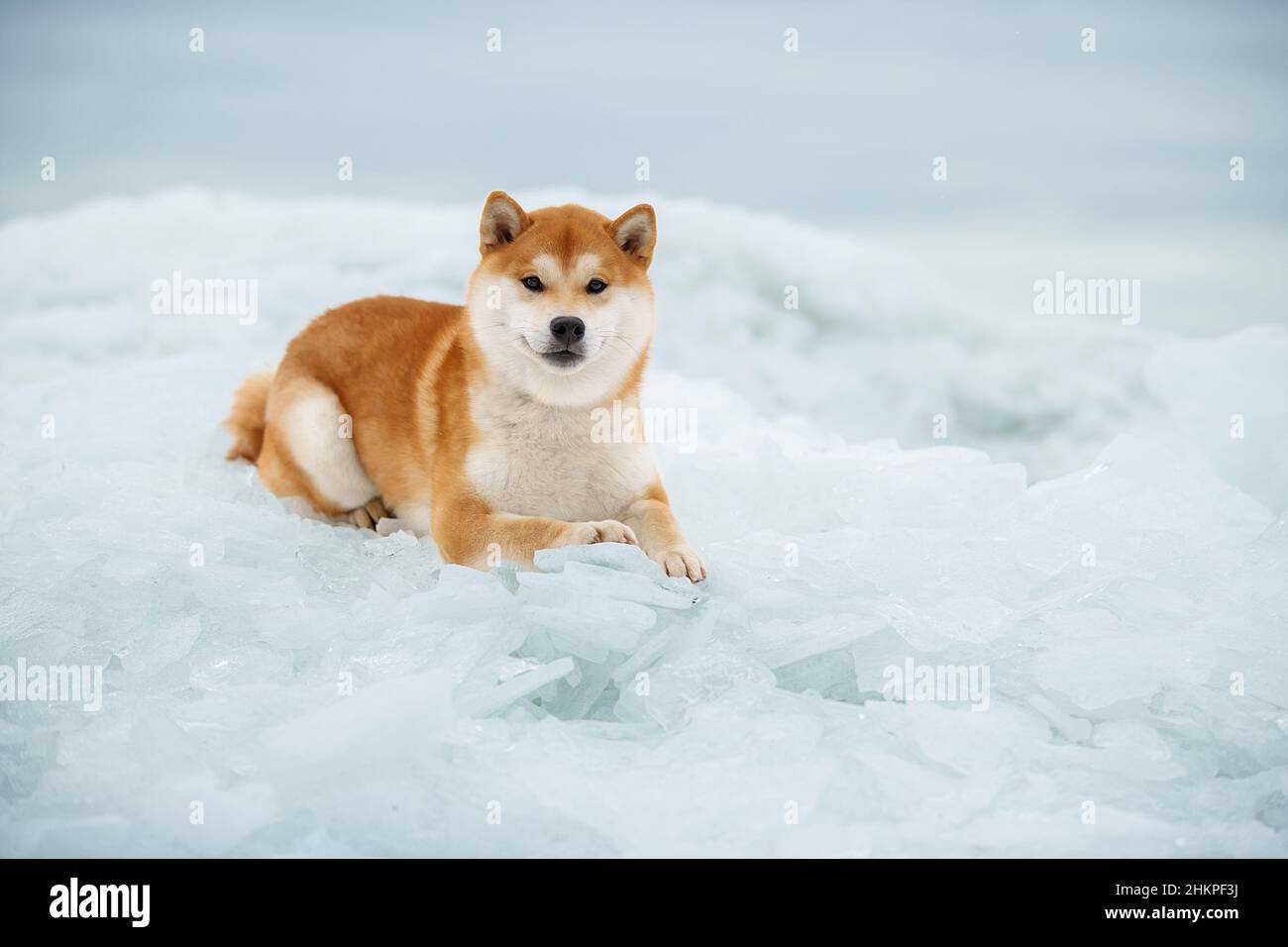 A beautiful dog of the Shiba Inu breed in winter on ice Stock Photo - Alamy