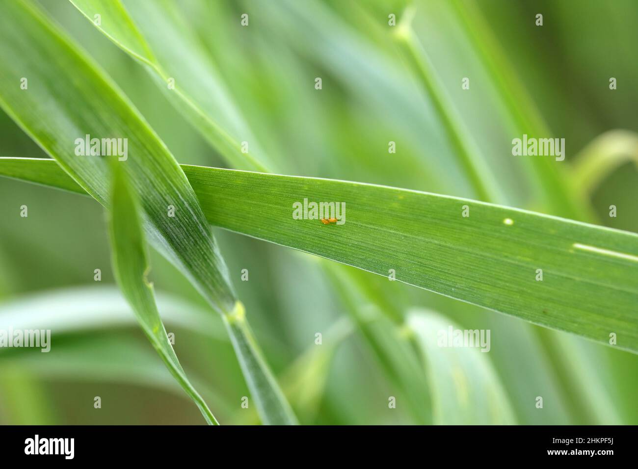Eggs of the cereal leaf beetle (Oulema melanopus) is a significant ...