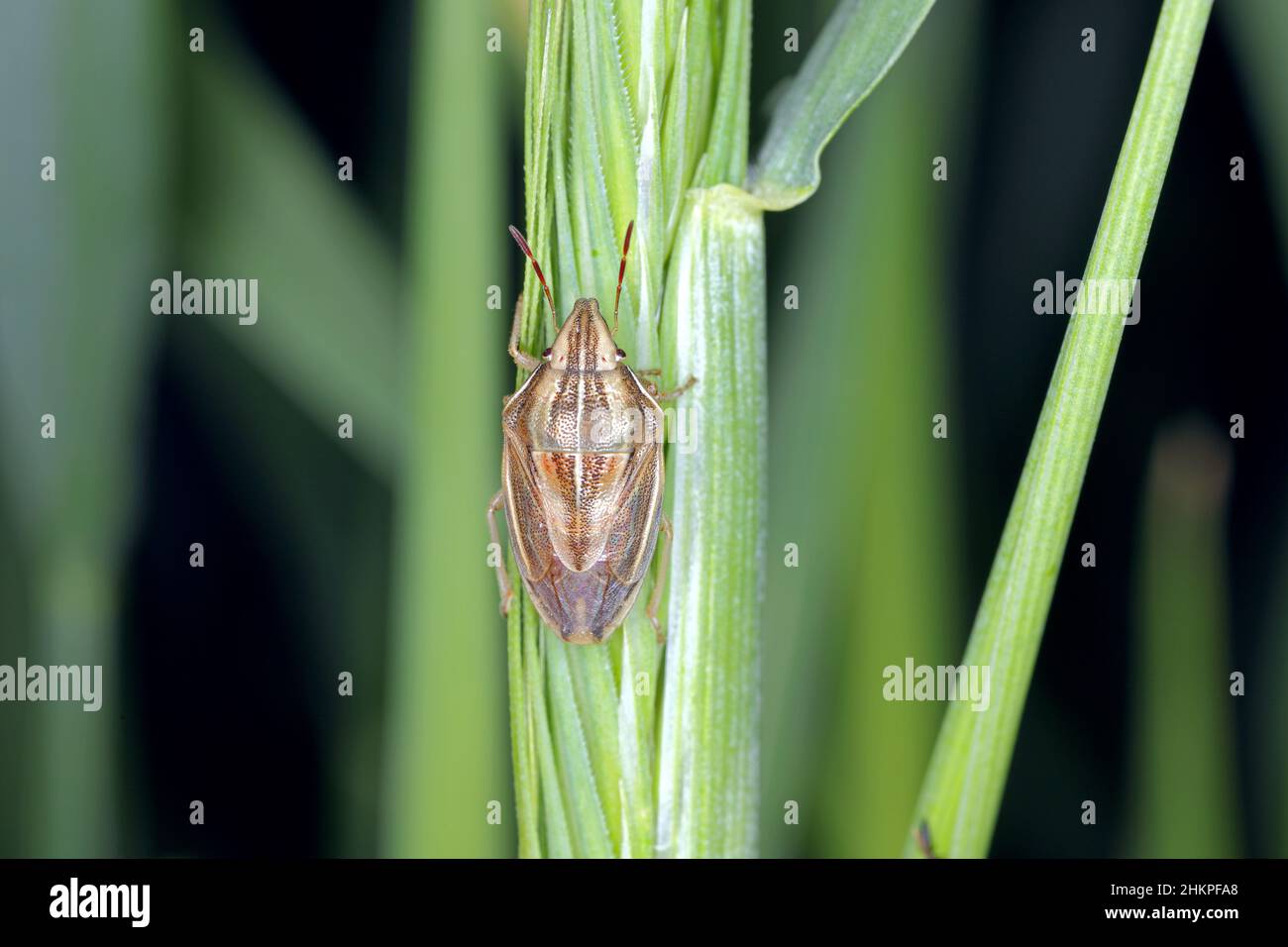 Macro photo of a Bishops Mitre Shieldbug (Aelia acuminata). This is a ...