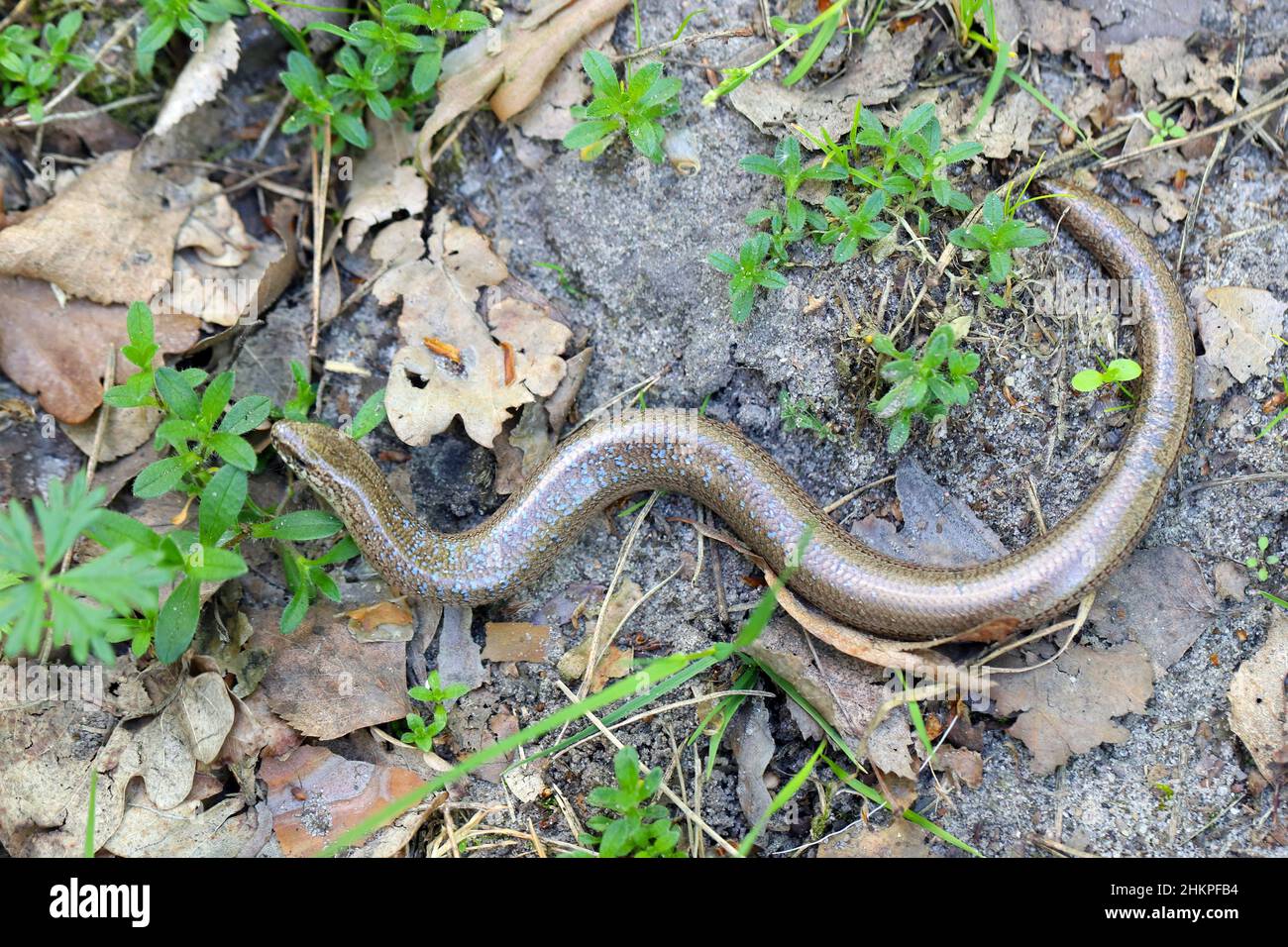 A juvenile Anguis fragilis, also known as a slow worm, slowworm, blind ...