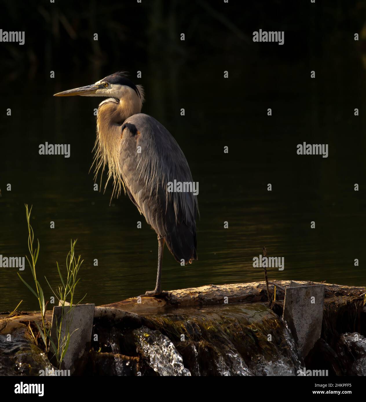 Great blue heron fishing in golden light Stock Photo - Alamy