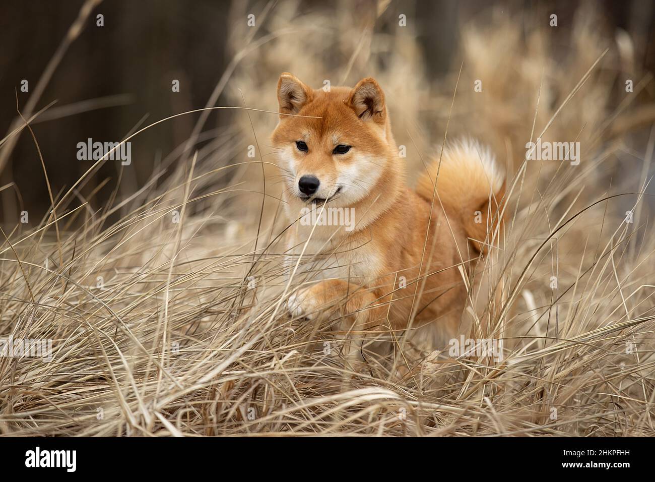 Shiba inu breed hi-res stock photography and images - Alamy