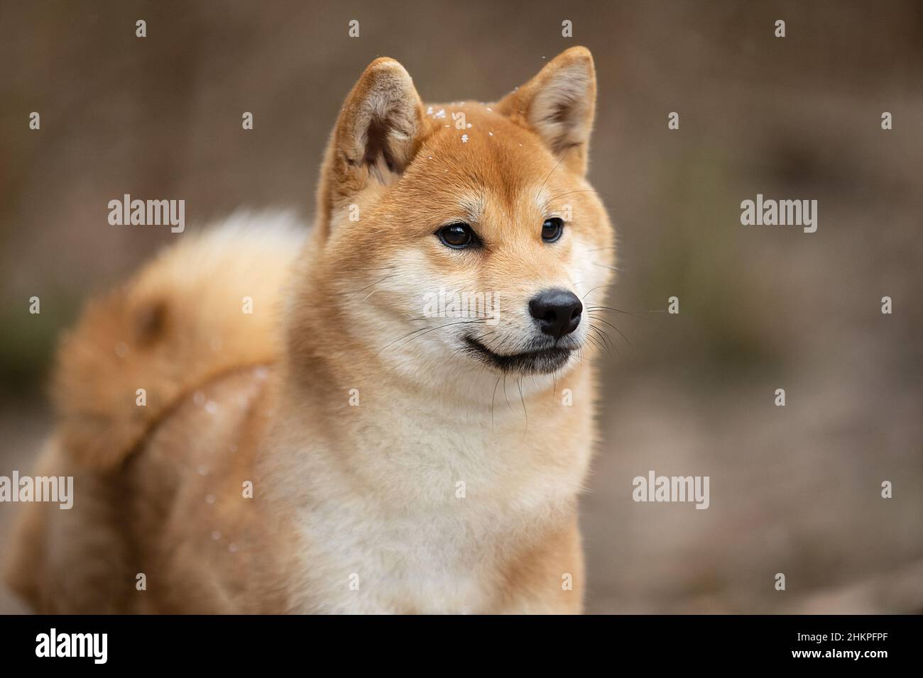 Japanese dog breed hi-res stock photography and images - Alamy