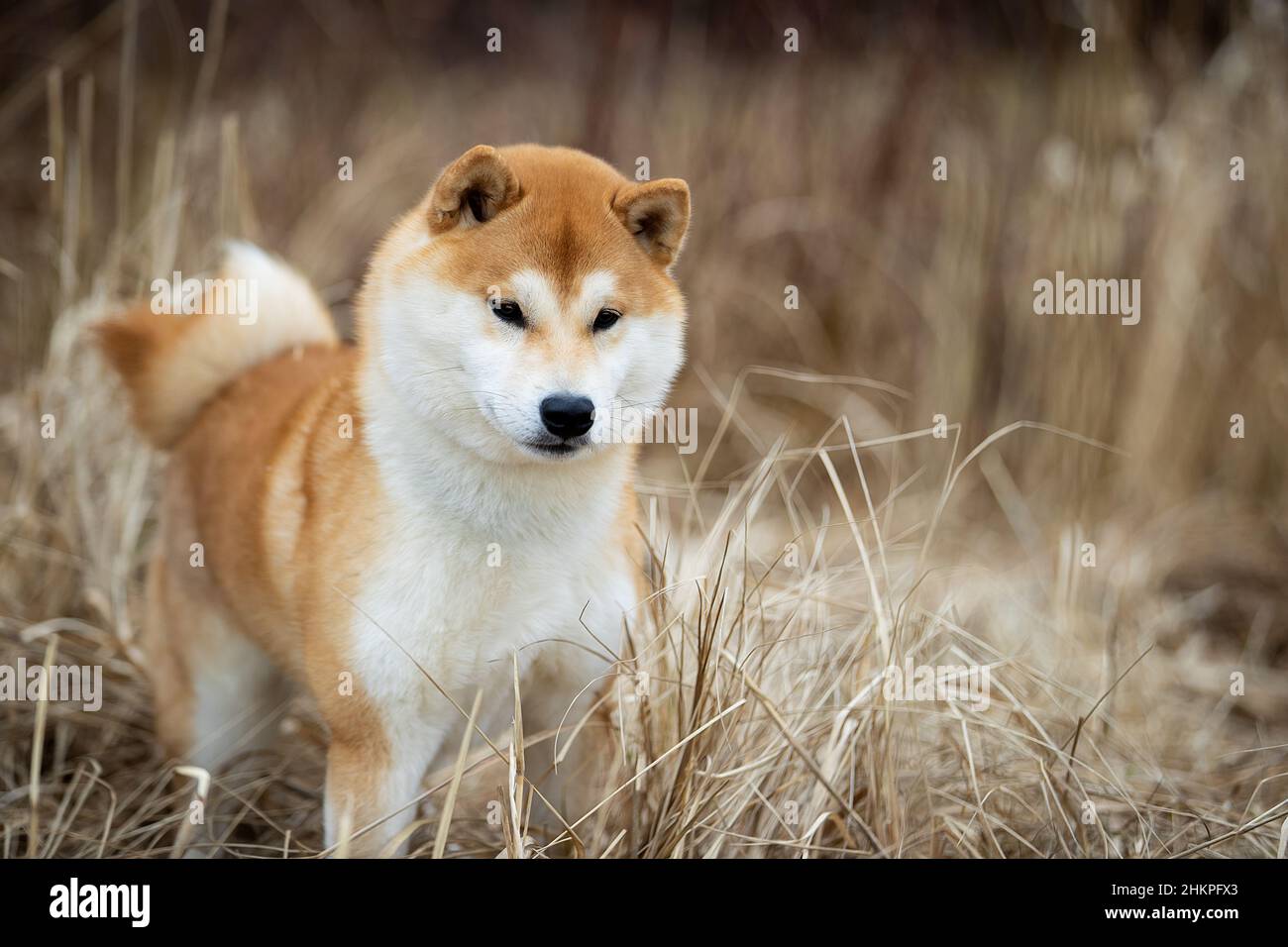 A beautiful dog of the Shiba Inu breed Stock Photo - Alamy