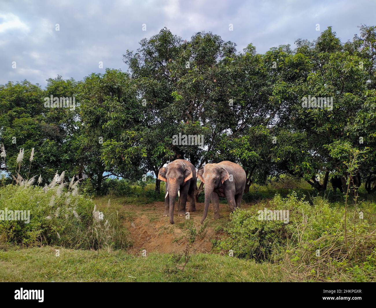 Asian elephants trees india hi-res stock photography and images - Alamy