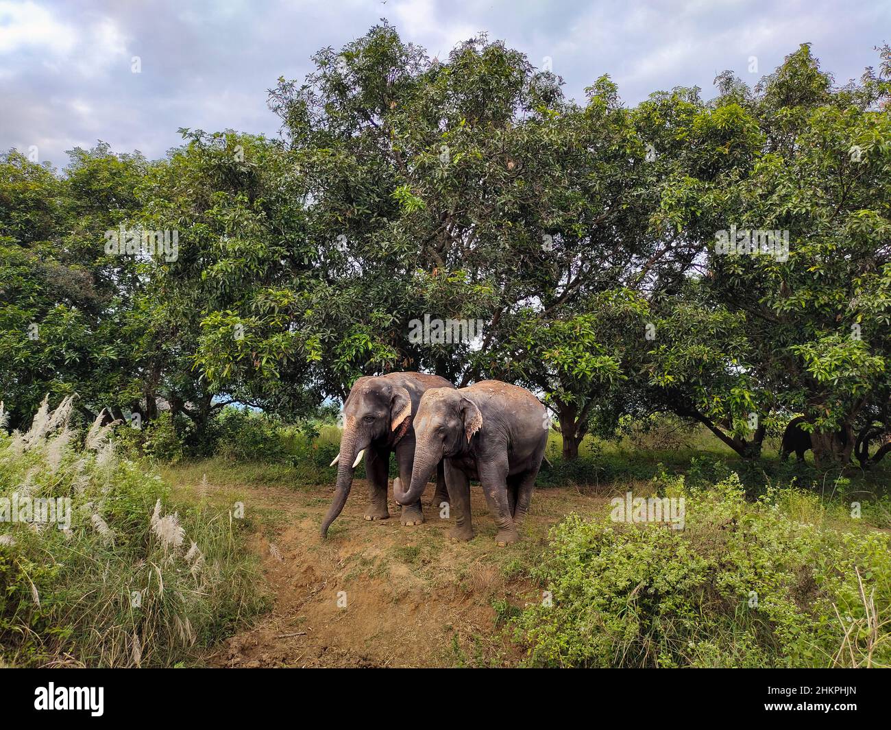 Asian elephants trees india hi-res stock photography and images - Alamy