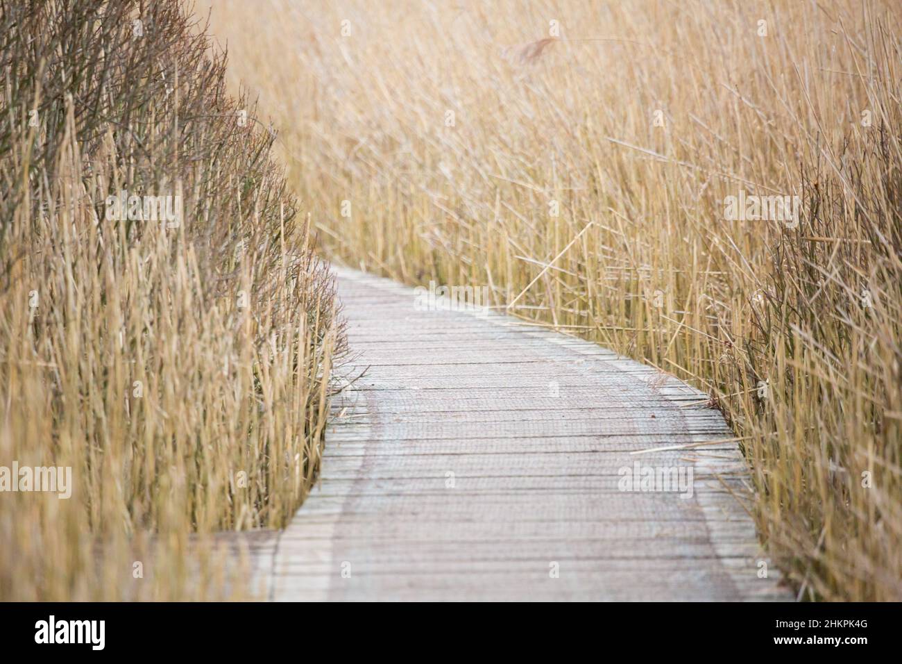 Board walk through reed beds in a nature reserve in winter time Stock ...